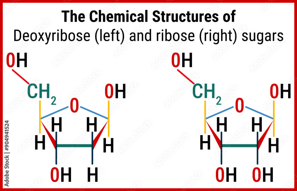 Chemical Structure of Ribose and Deoxyribose Diagram. Stock Vector | Adobe Stock