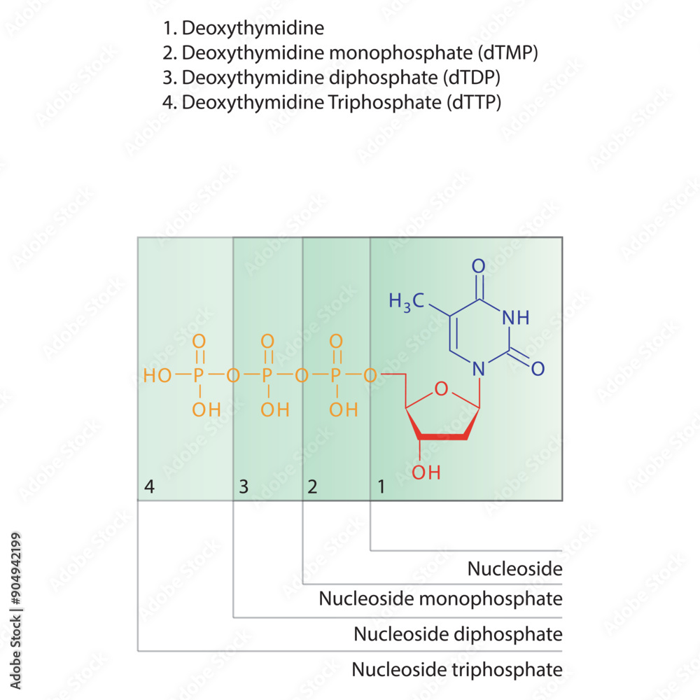 Diagram of nucleoside - Deoxythymidine mono, di and trip phosphate ...