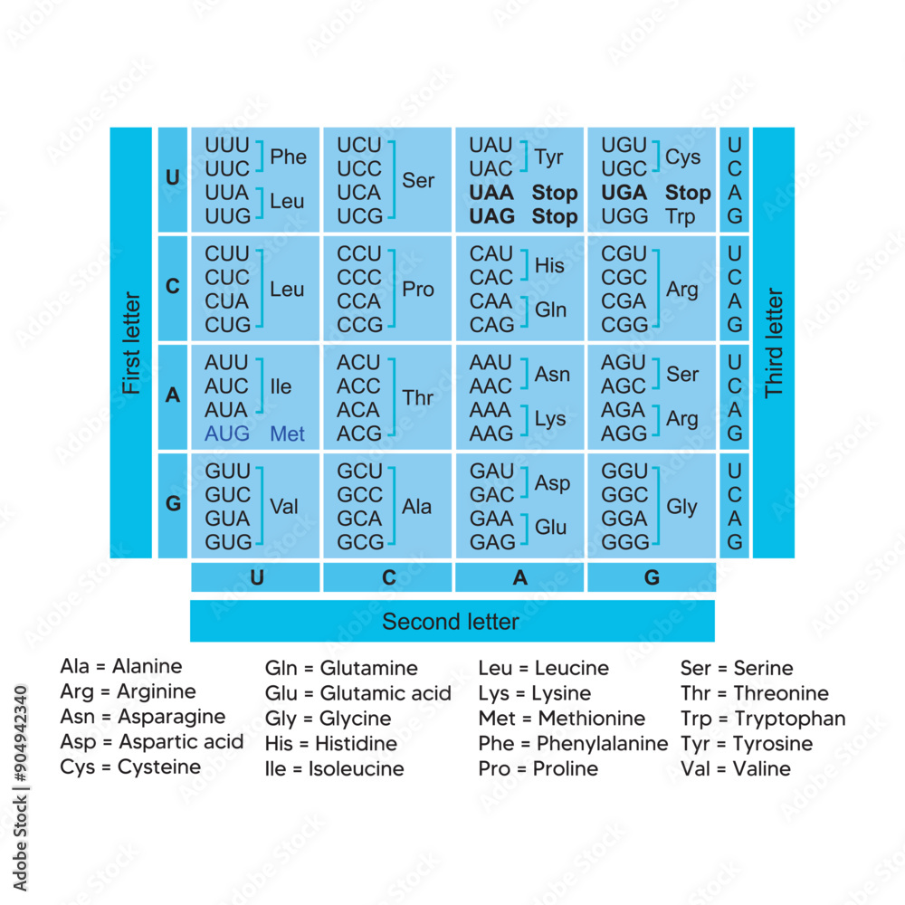 Vektorová grafika „Table of RNA Codons - Genetic biological code of ...