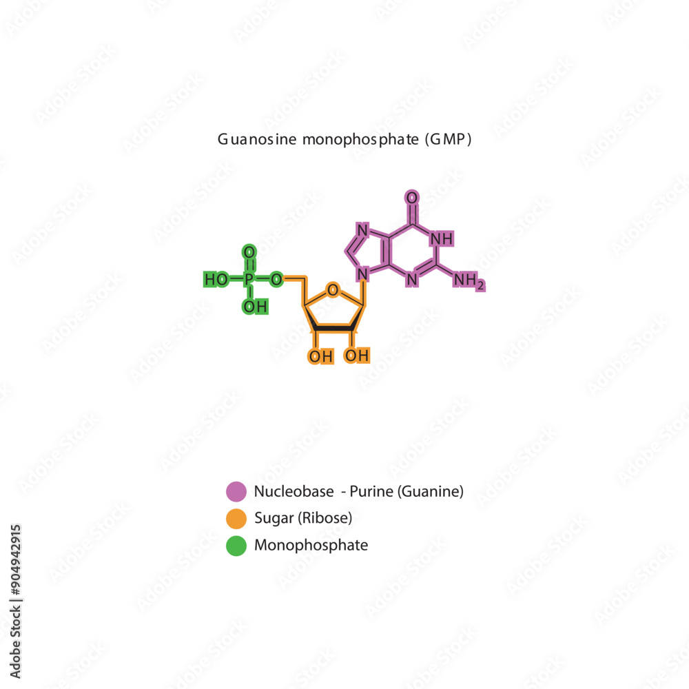 Guanosine monophosphate (GMP) skeletal structure schematic illustration ...