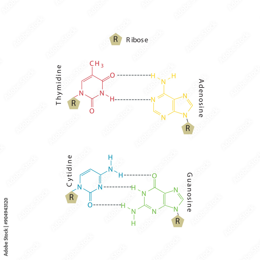 Diagram showing hydrogen bonds between DNA nitrogenous bases - Cytidine ...