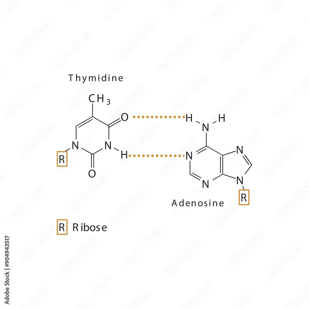 Diagram showing hydrogen bonds between DNA nitrogenous bases ...