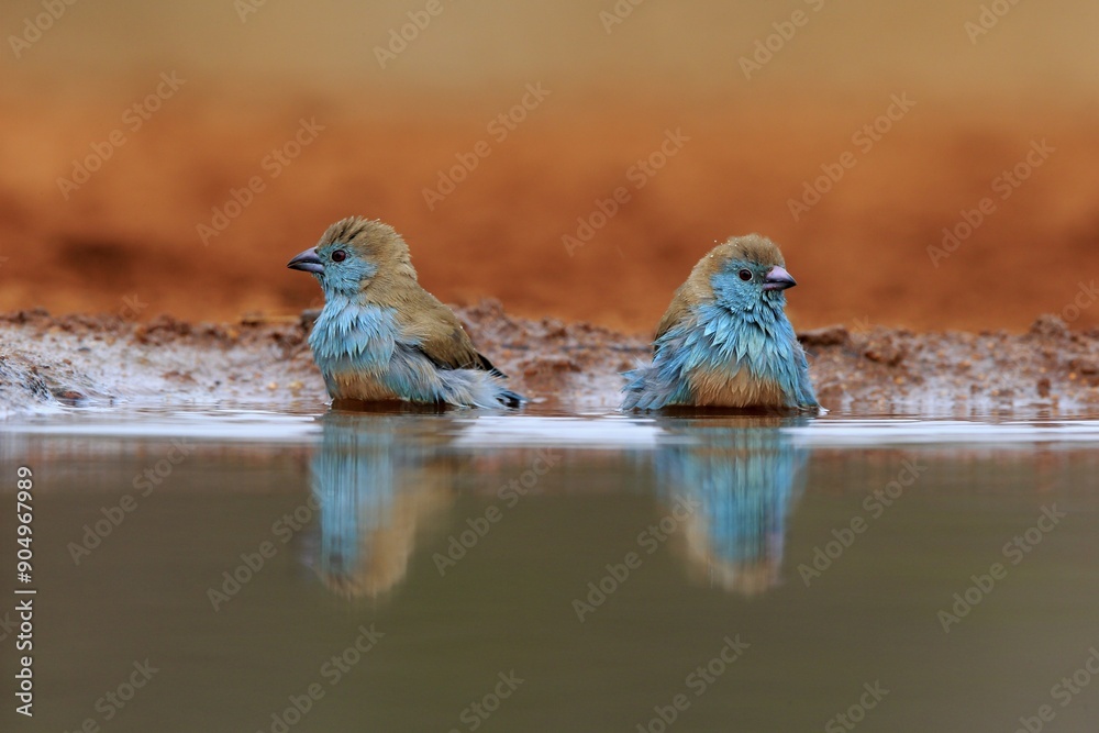 Angolan butterfly finch (Uraeginthus angolensis), blue-eared butterfly ...