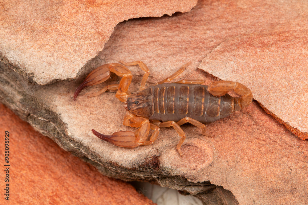 Chaerilus sp. juvenile from Reasi, Jammu & Kashmir. This scorpion ...
