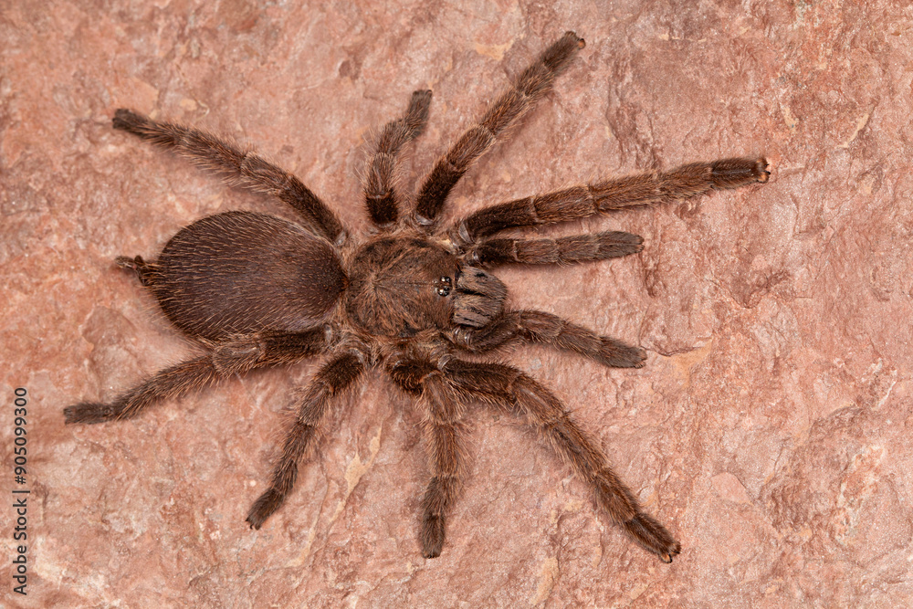 Tarantulas are large hairy spiders that live in burrows. These spiders ...