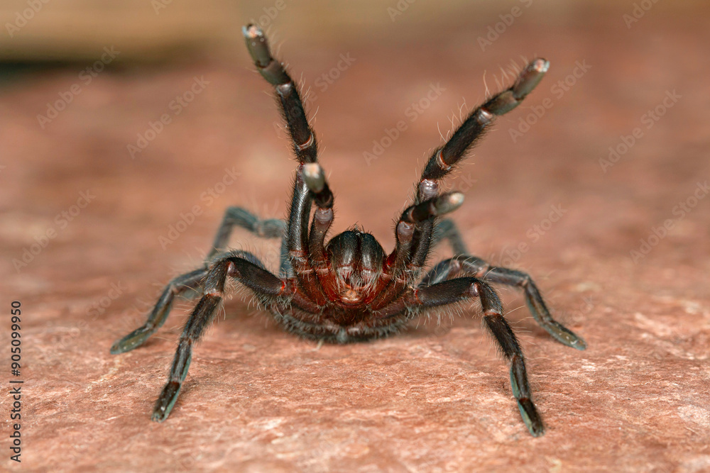 Tarantulas are large hairy spiders that live in burrows. These spiders ...