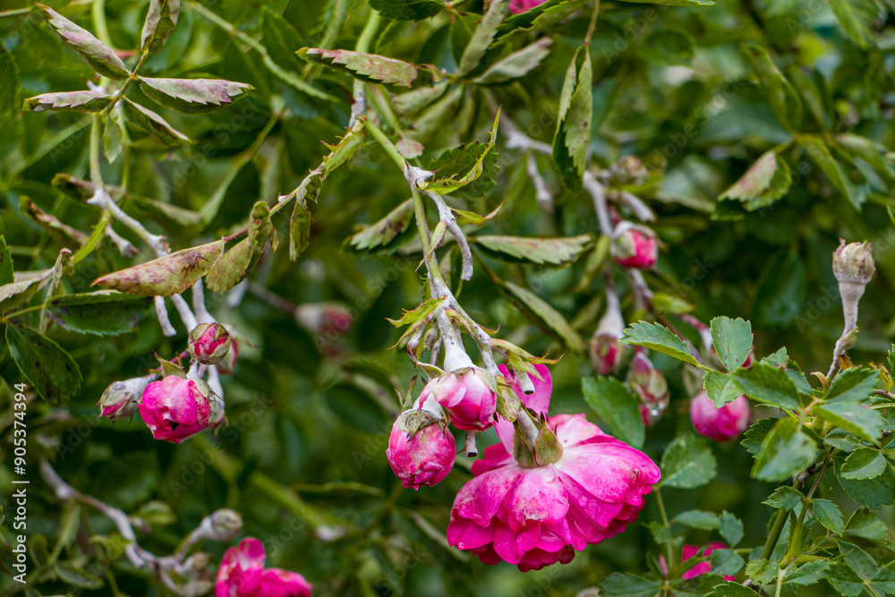 Pink bush roses are covered with powdery mildew. White powdery mildew ...
