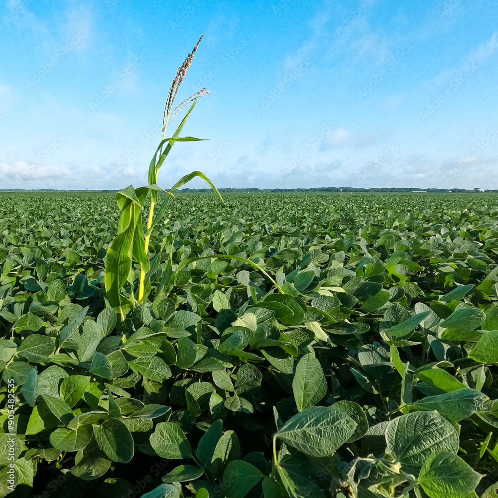 One single corn stalk stands tall in a field of soybeans. Farmer uses ...