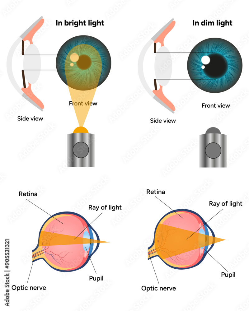 Pupil size in different lighting, Dilated pupil and Undilated pupil with Eye anatomy ...