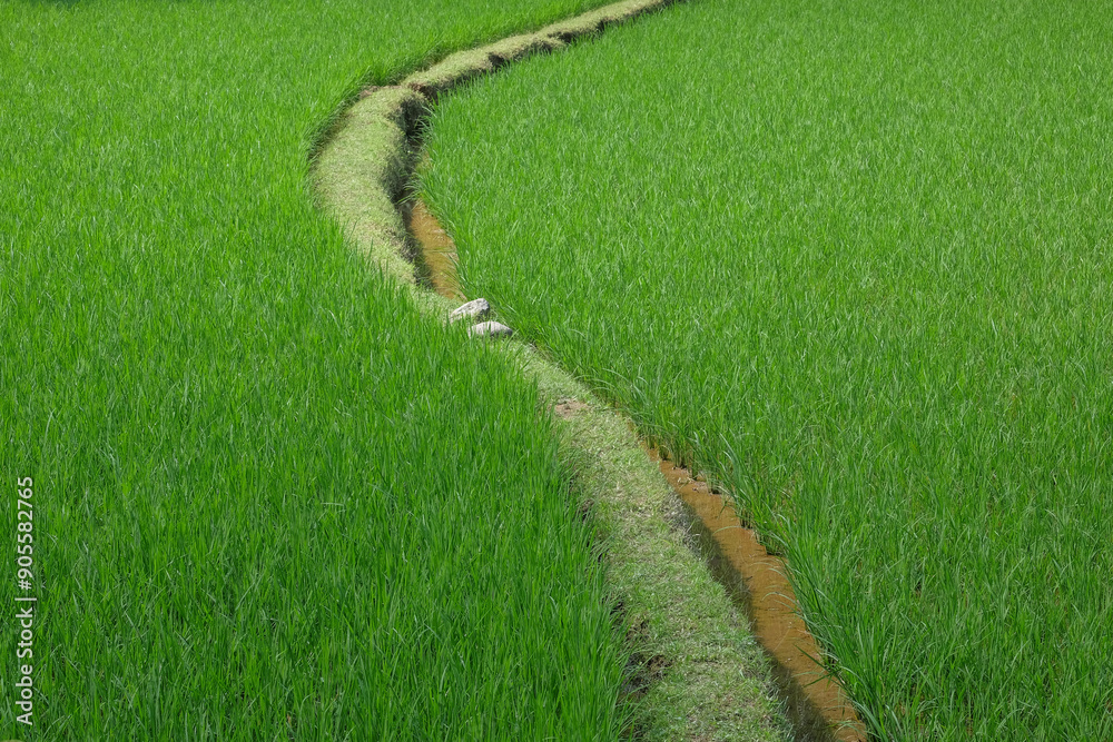 Abstract shapes and patterns of rice fields. The rice fields are ...
