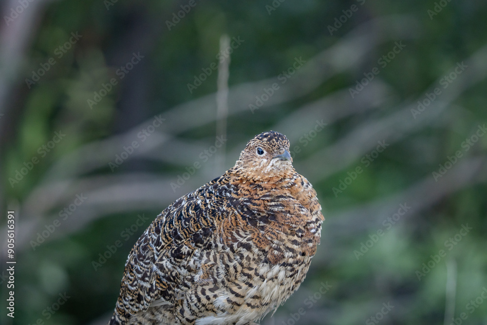 The willow ptarmigan ( Lagopus lagopus) is a bird in the grouse ...