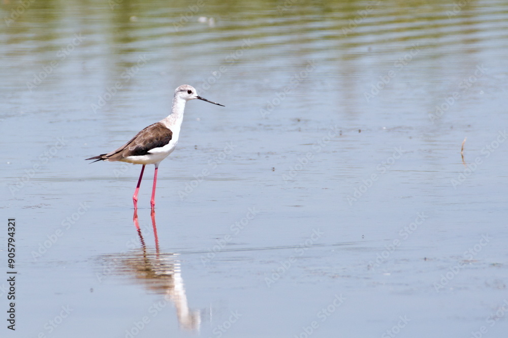 Himantopus himantopus aka Black-winged Stilt and reflection on the ...