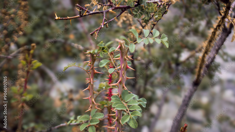 Stems of a rose bush plant, adorned with sharp thorns, emerge with ...