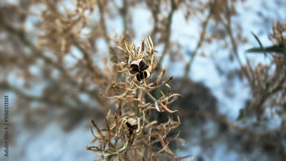 A rare, undiscovered herb plant sprouts from the rocky slopes of an ...