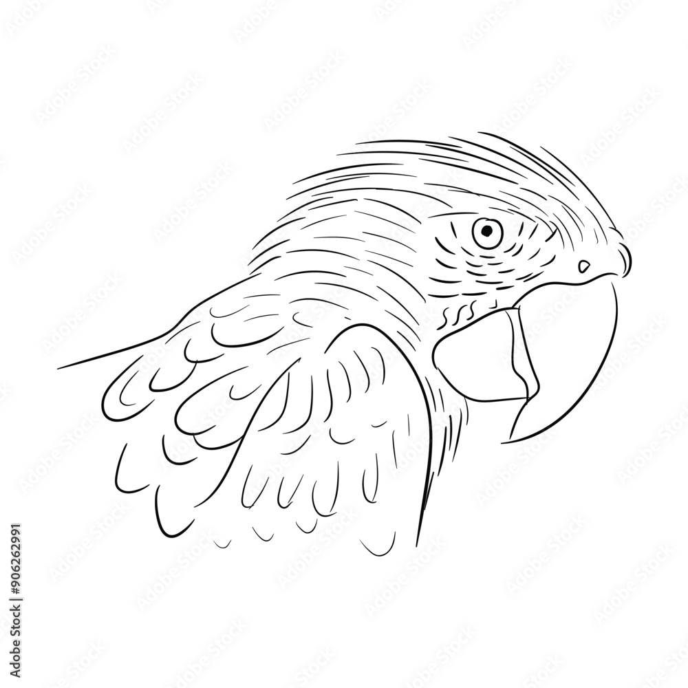 Parrot line drawing isolated on white background. parrot cartoon bird ...