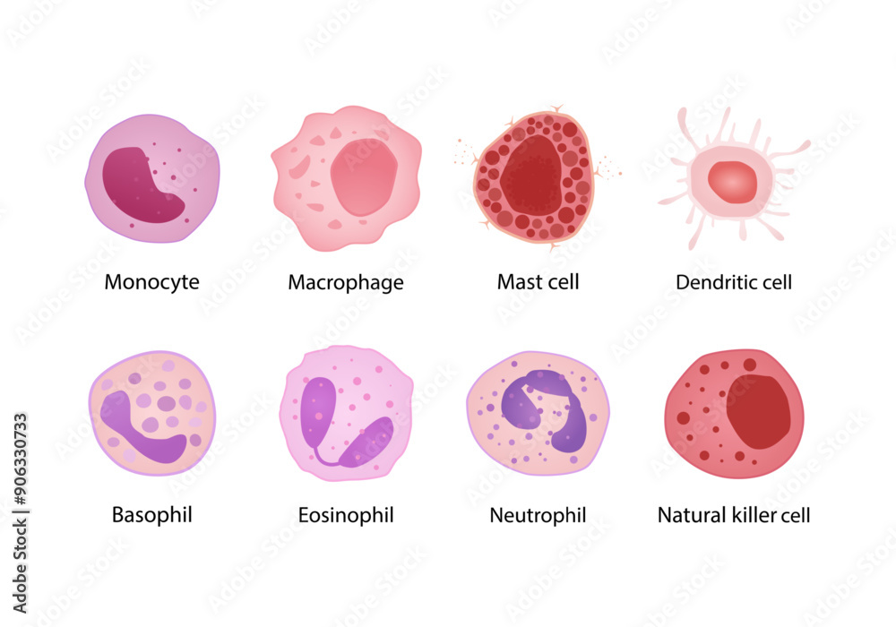 immune system cells. Basophil, Eosinophil, Neutrophil, Monocyte and ...
