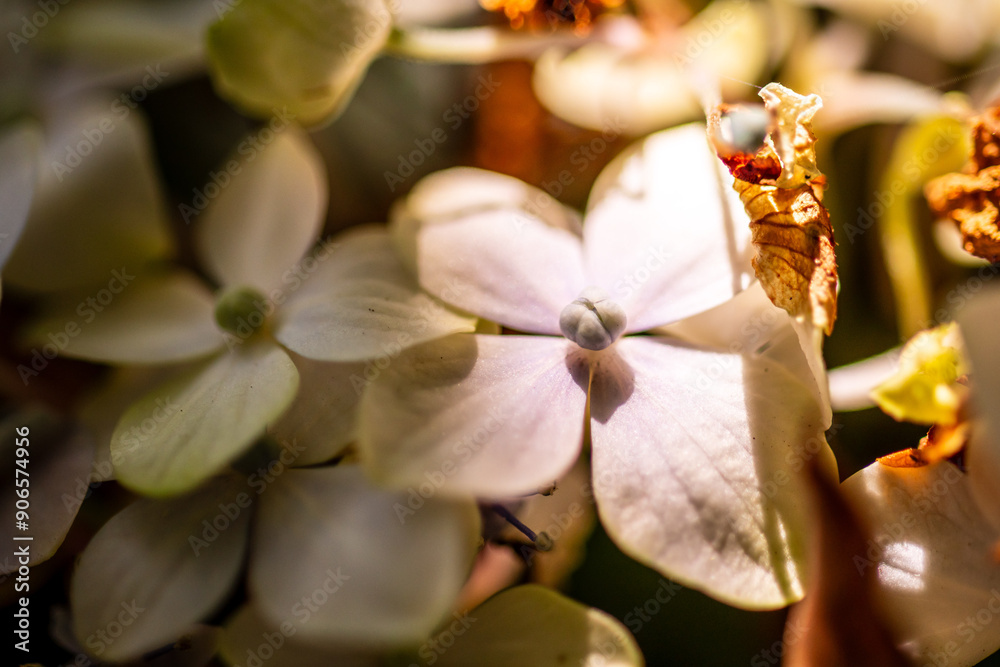 Hydrangea sp pertenece a la familia de Hydrangeaceae. Stock Photo ...