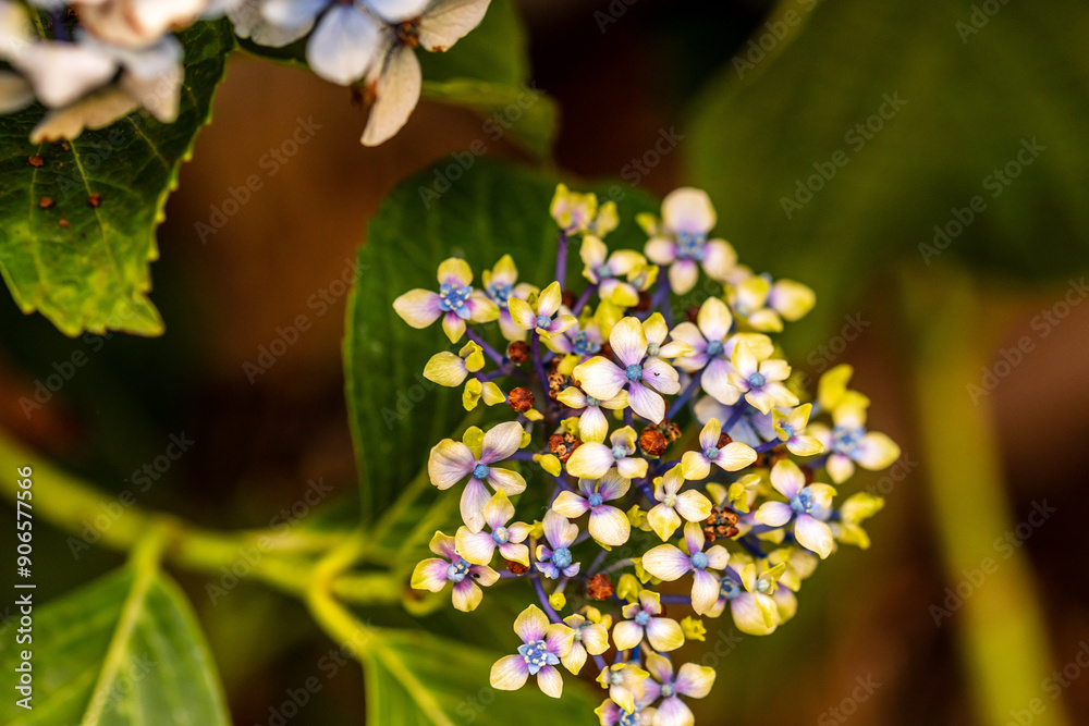 Hydrangea sp pertenece a la familia de Hydrangeaceae. Stock Photo ...