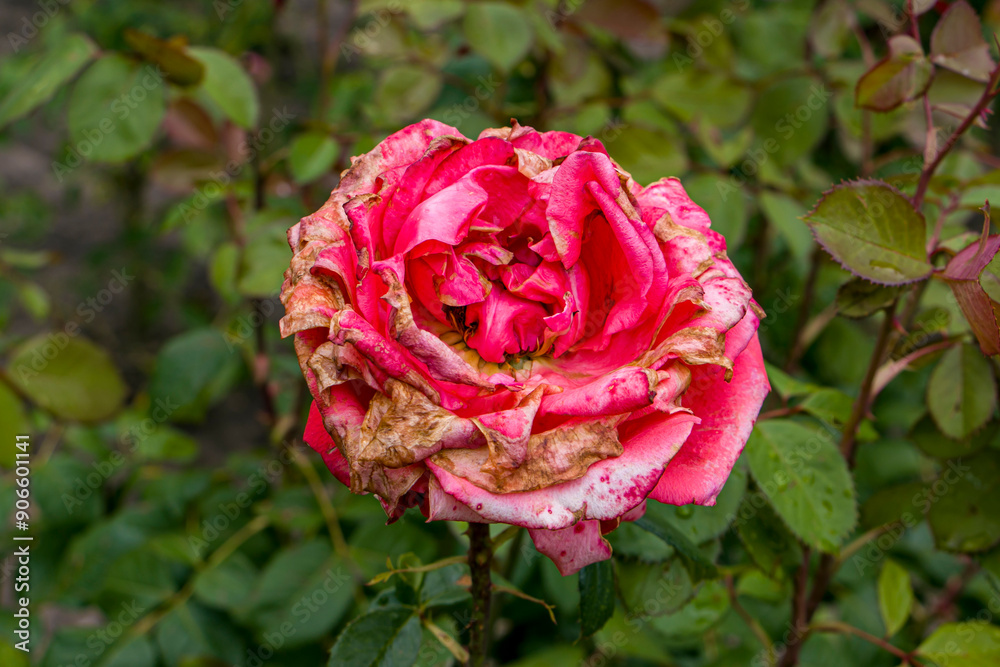 Poster Pink rose flower affected by fungal infection - botrytis cinerea ...