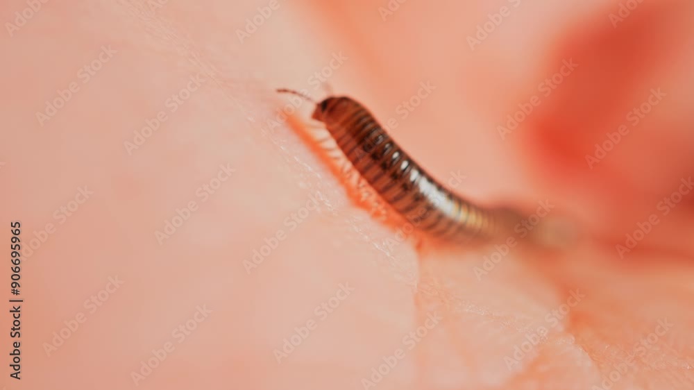 Millipede walks on human hand. Scary crawling centipede bug on human ...