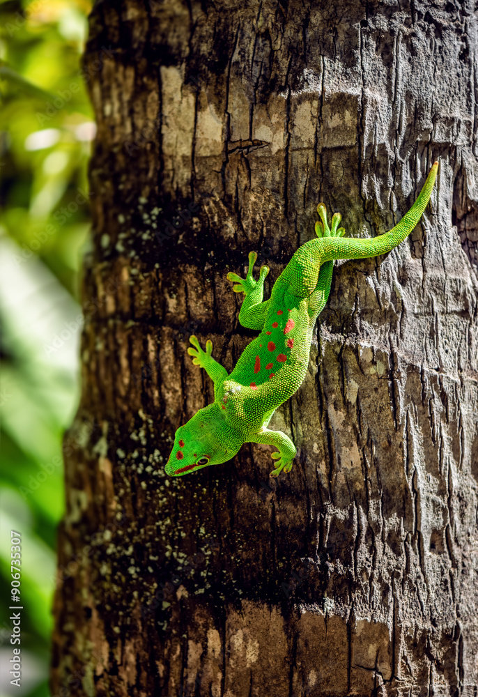 The Madagascar day gecko (Phelsuma madagascariensis madagascariensis ...