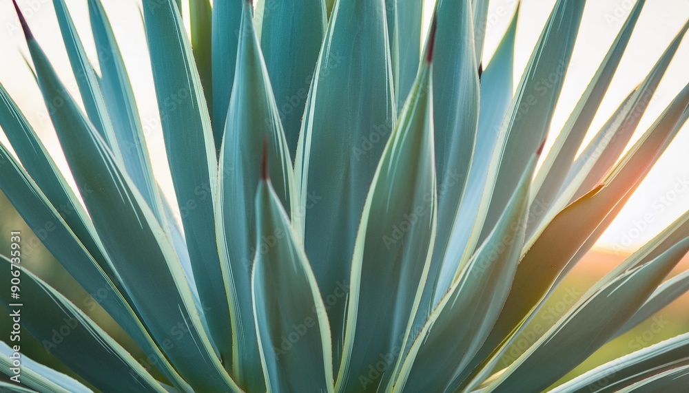 Cactus plant Agave attenuata soft details texture. Natural abstract ...