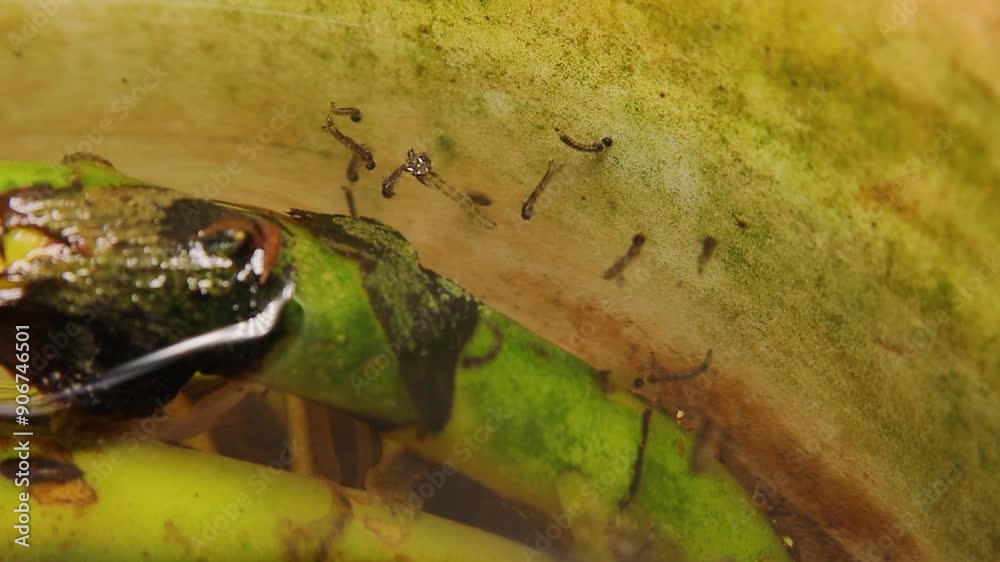 Mosquito larvae.larva hangs upside down from surface of water ...
