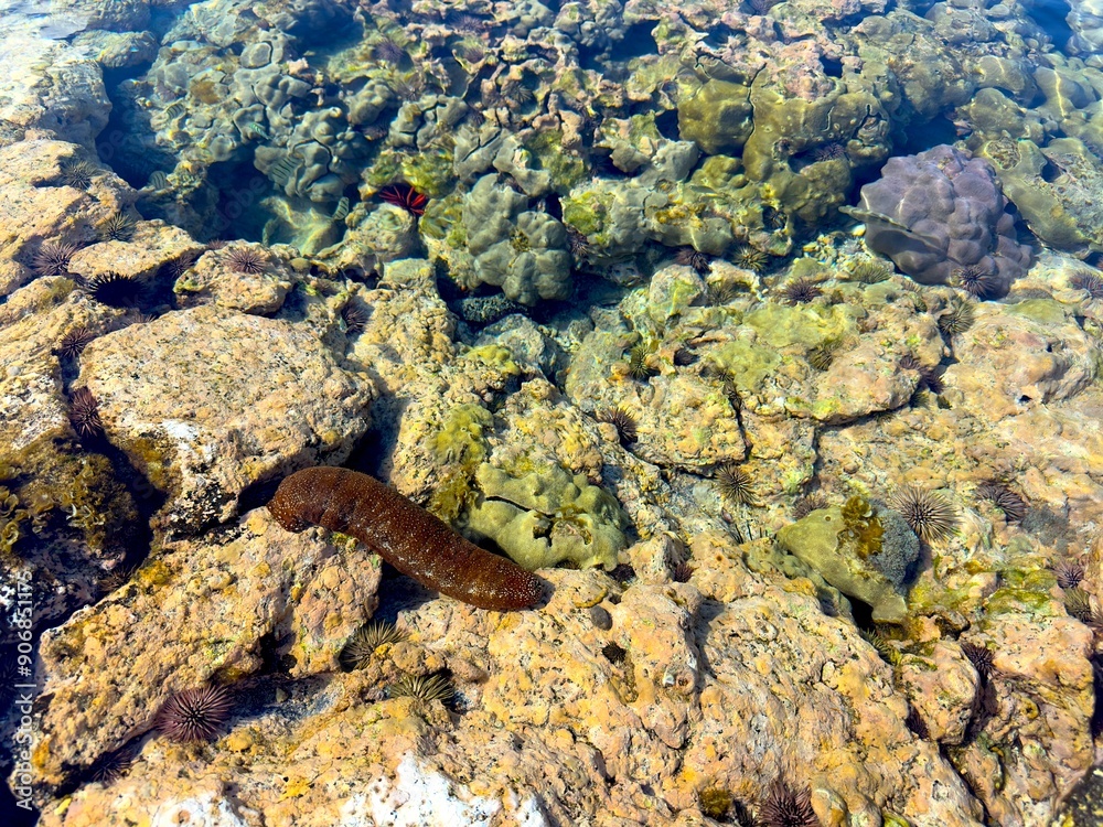 Hawaiian Sea Cucumber (aka Pacific White-Spotted) on a Tide Pool at ...
