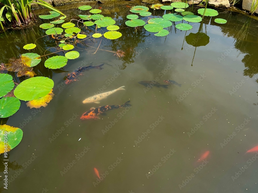 Koi fish swimming in the small pond with lotus flowers and leaves in ...