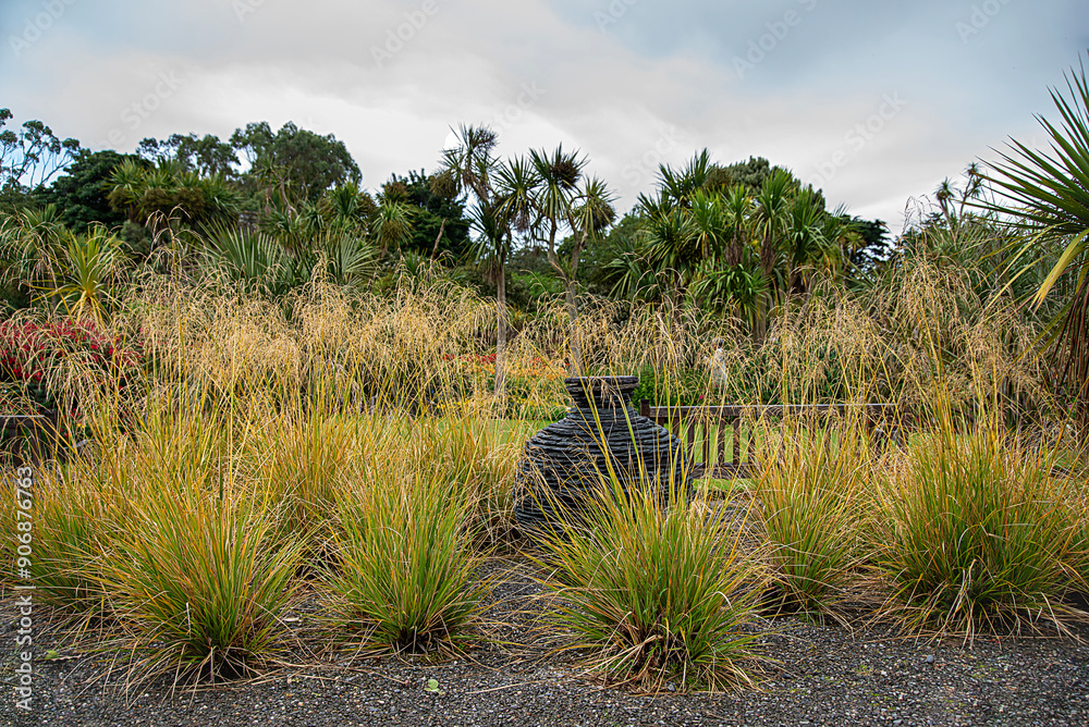 Background photography of botanic garden, Festuca mairei, atlas fescue ...