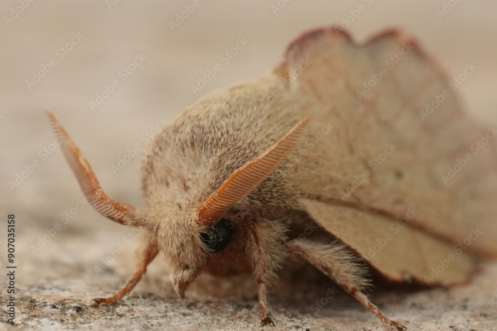 Closeup on the European Phyllodesma suberifolia moth, a parasite on Oak ...