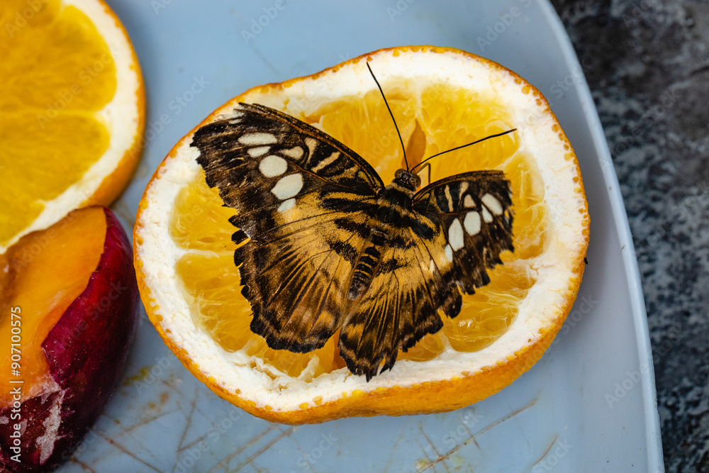Butterfly Parthenos sylvia, clipper on a leaf. This is a species of ...
