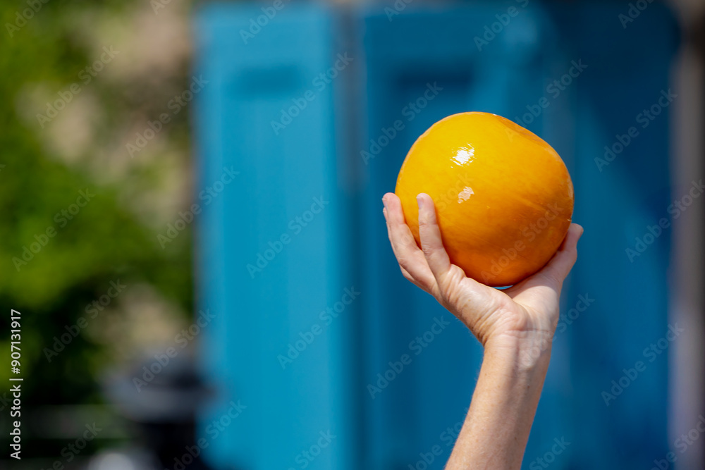Hand holding a round ball Edam cheese (Edammer kaas) with a pale yellow ...
