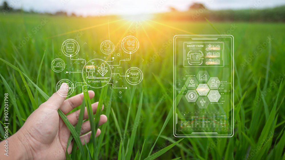 A farmer is examining rice plants with high fertility using smart ...