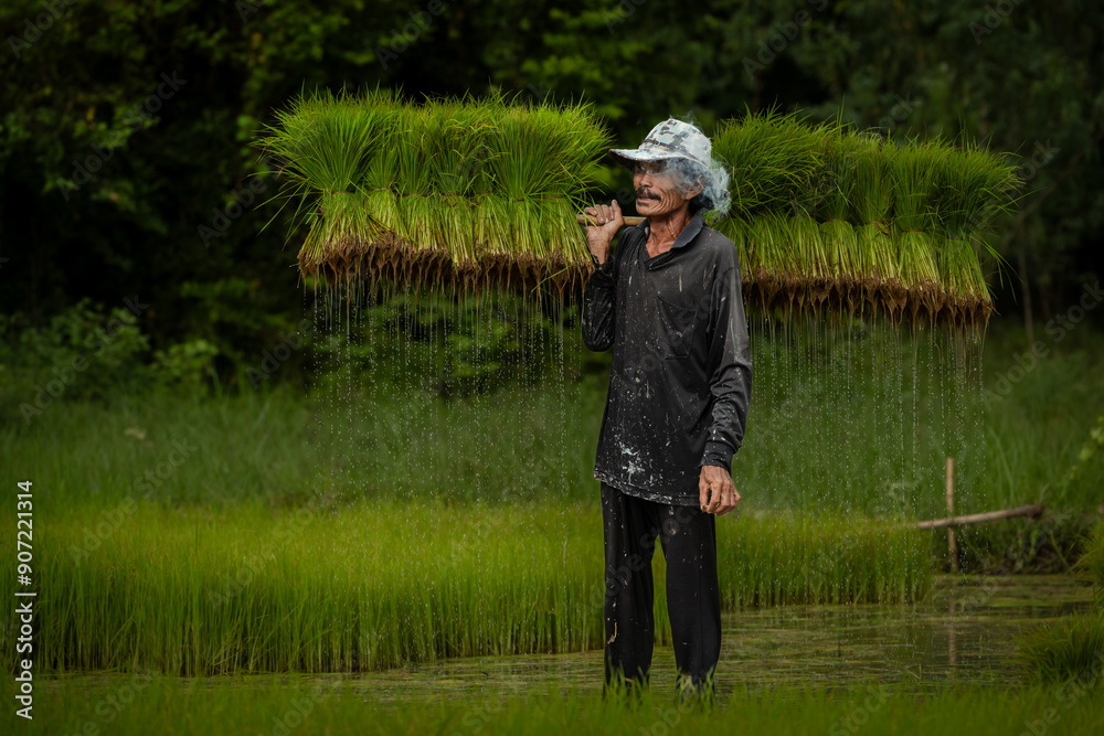Asian man rice farmer work and carry rice seedlings to transplant at ...