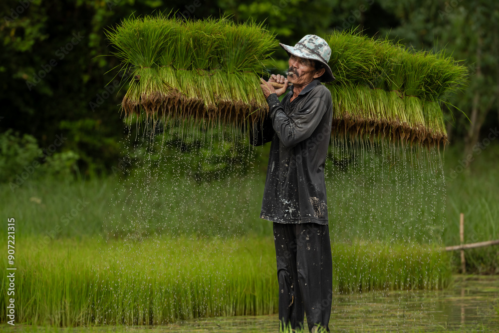 Asian man rice farmer work and carry rice seedlings to transplant at ...
