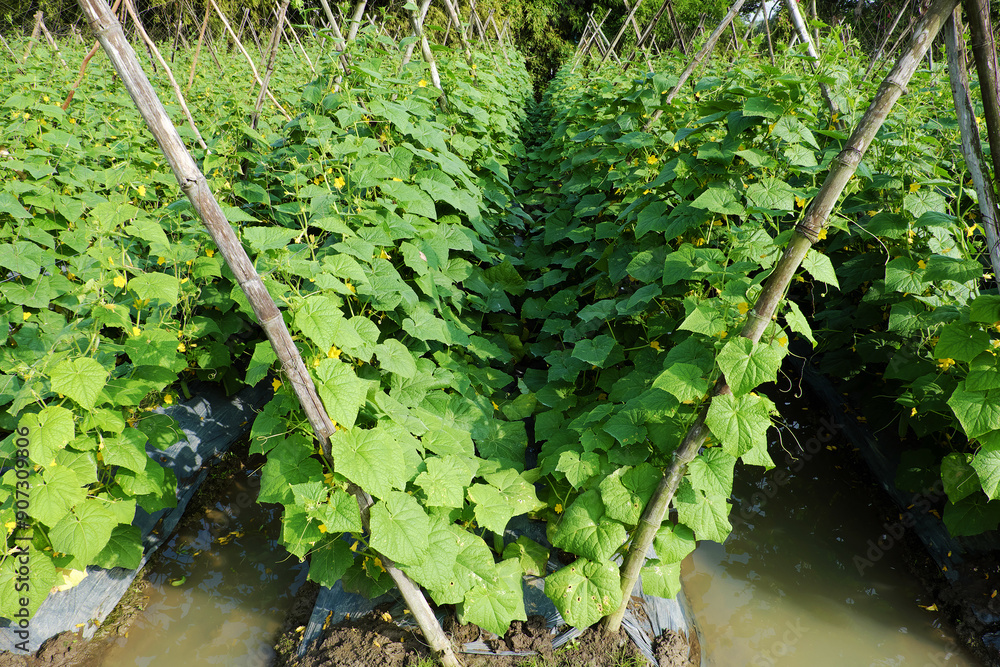 vast field of healthy cucumber plants growing on a trellis system, with ...