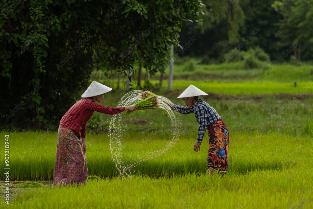 Two Asian woman rice farmer working and kick off the ground at green ...