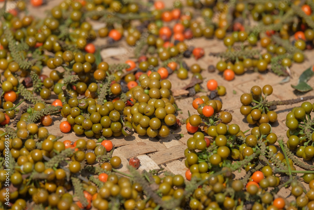 Cubeb pepper, Java Pepper, and tailed peppe with the scientific name ...