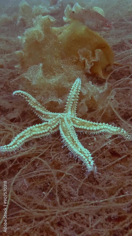 Vertical video, Sea star lies on the seabed covered with brown algae ...