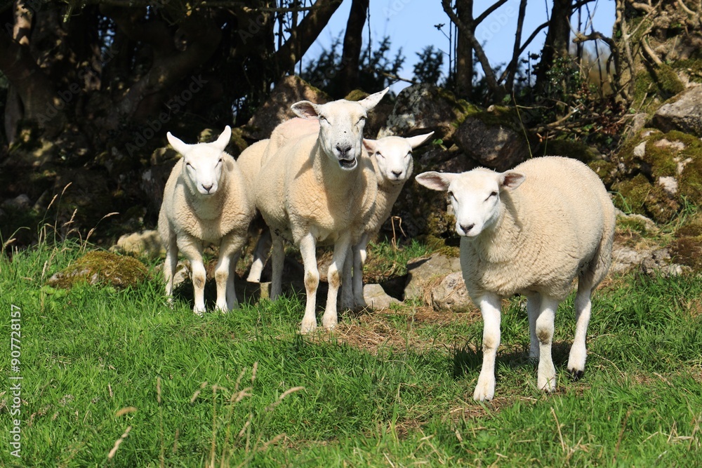 Sheep: Cheviot breed ewe and her lambs standing in shade under tree in ...