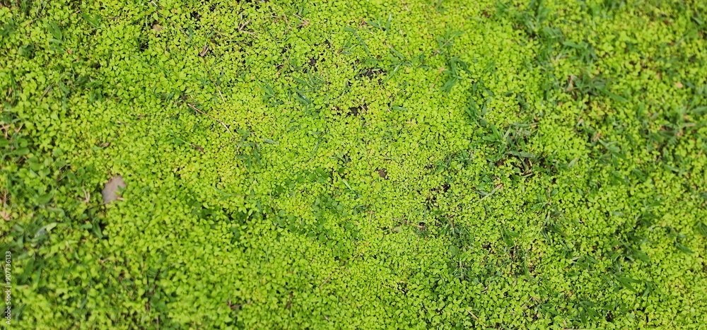 The round-leaved grass Agracejo rastrero bindweed is a ground cover ...