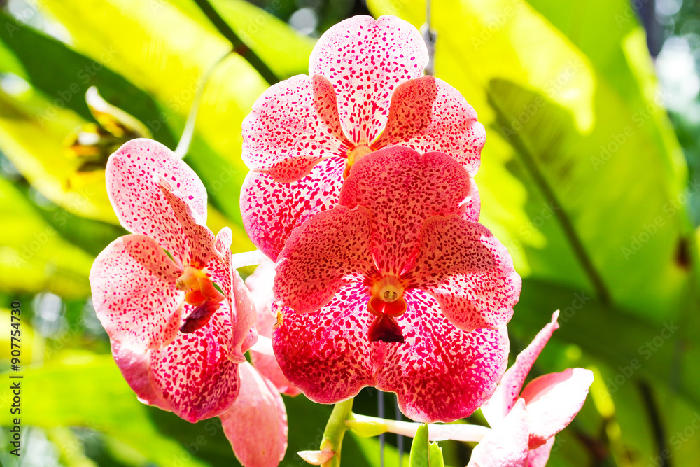 Vanda orchid bunch flower on green leaves is background. Bunch of ...