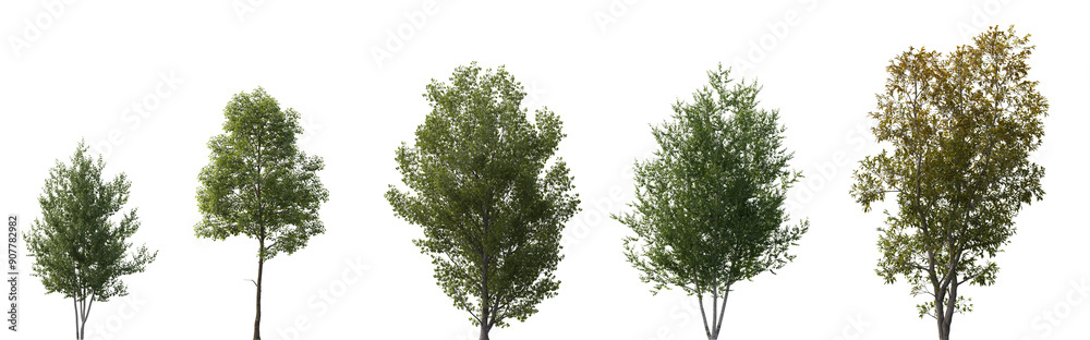 Tilia cordata, Populus tomentosa, Fraxinus ornus, Betula papyrifera set ...