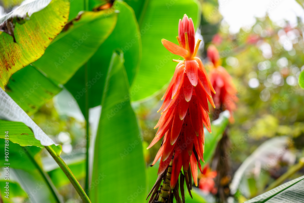 wild banana plant flower, Musa haekkinenii, orange red inflorescence ...
