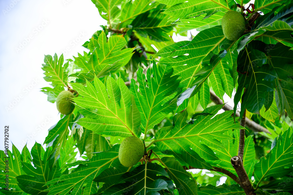 Breadfruit tree plant, Artocarpus altilis, Asia Asian tropical fruit ...