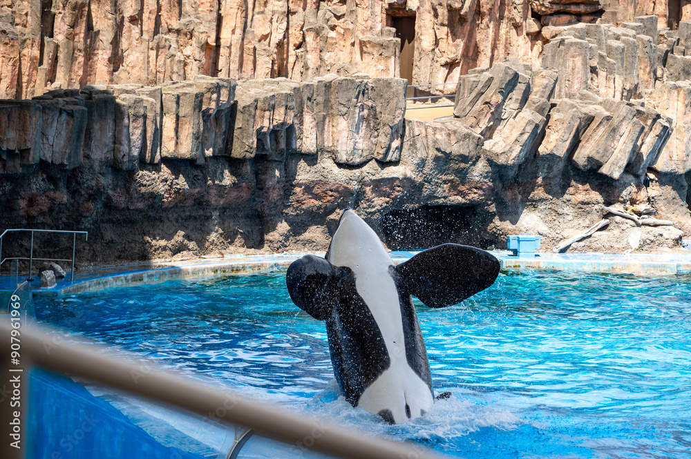 Nagoya, Japan - 31 July 2024 : Orca killer whale performent shows in ...