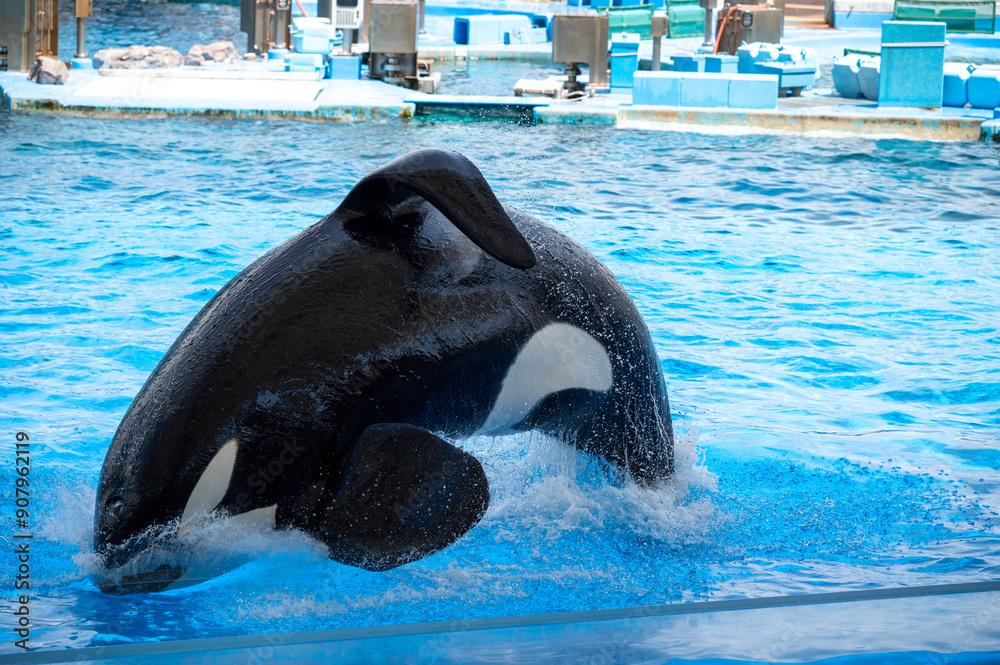 Nagoya, Japan - 31 July 2024 : Orca killer whale performent shows in ...