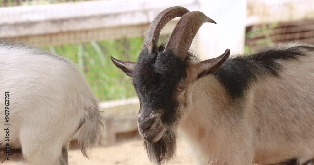 Close up shot of adorable miniature goat. The African Pygmy Goat is the ...