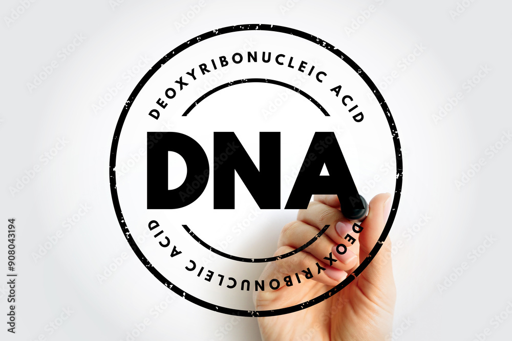 DNA Deoxyribonucleic Acid - hereditary material in humans and almost ...
